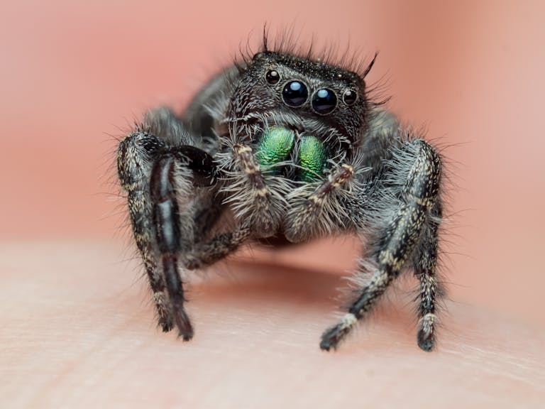 Thinking About a Pet Spider? Start with These 15 Beginner Favorites