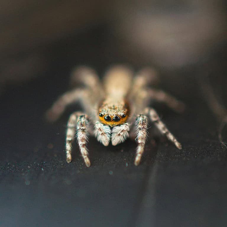 Thinking About a Pet Spider? Start with These 15 Beginner Favorites