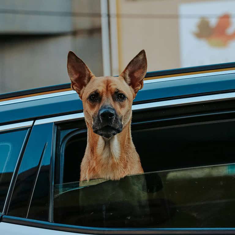 22 Unbelievably Weird-Looking Dogs You Have to See to Believe!