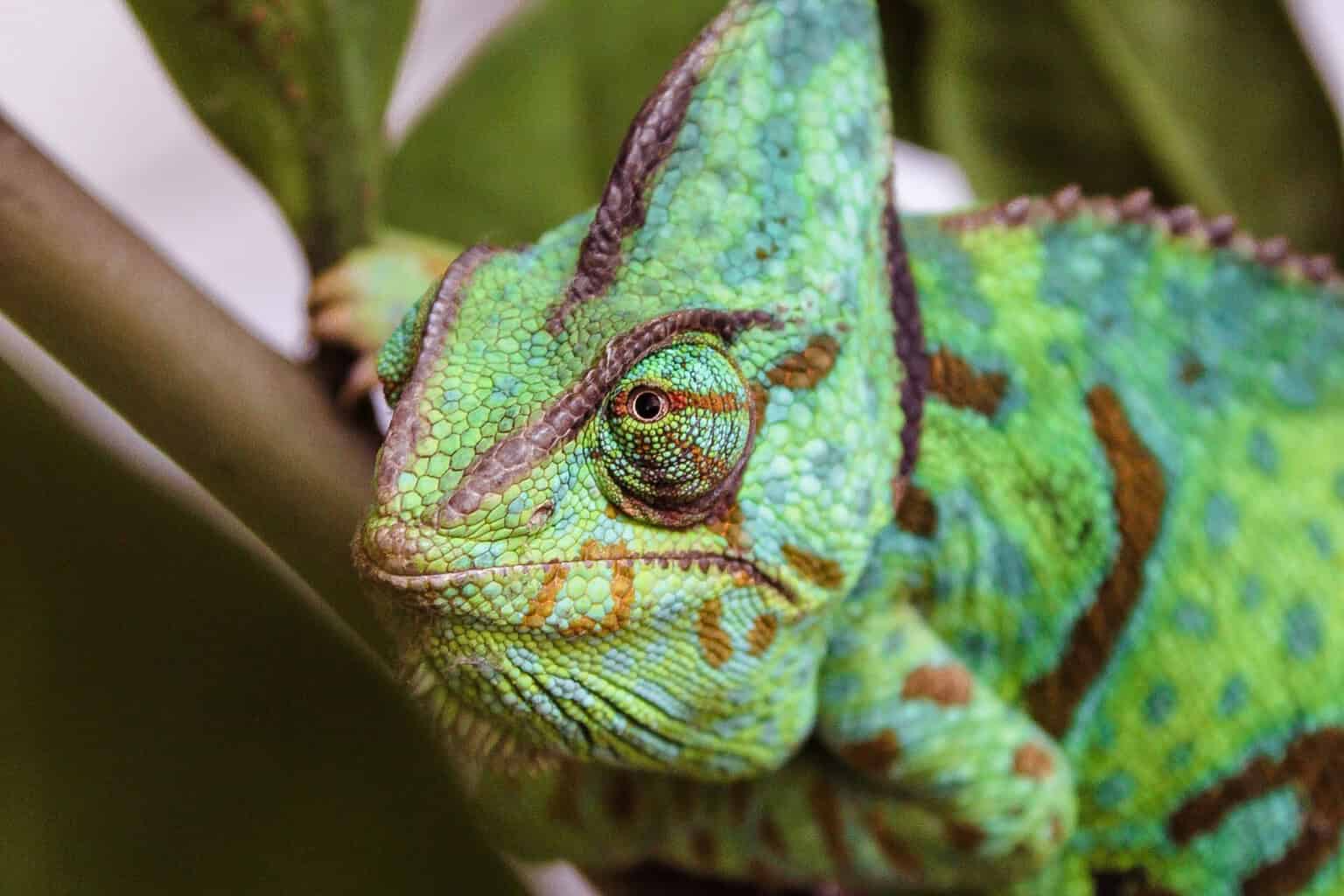 13 Pet Lizards That Make Surprisingly Awesome Companions—From Easy to ...