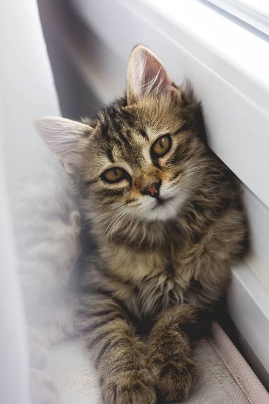 17 Small Cat Breeds That Stay Tiny—and Totally Steal Hearts.