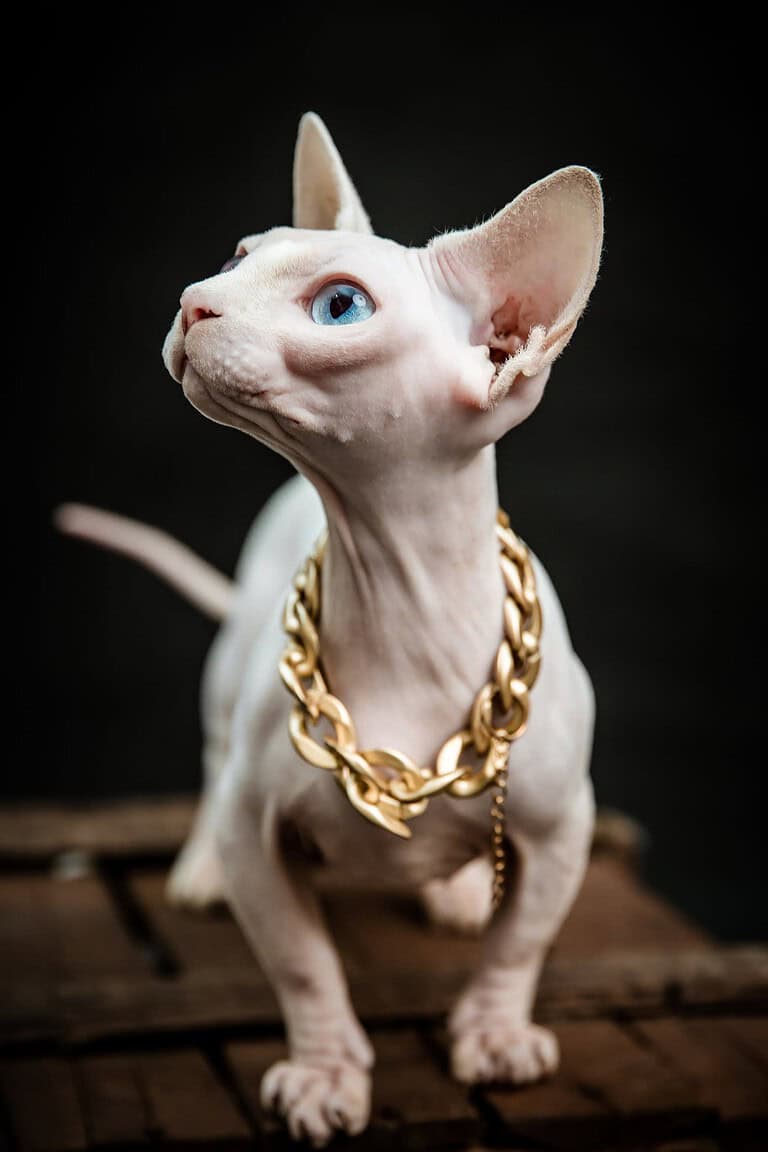 17 Small Cat Breeds That Stay Tiny—and Totally Steal Hearts.
