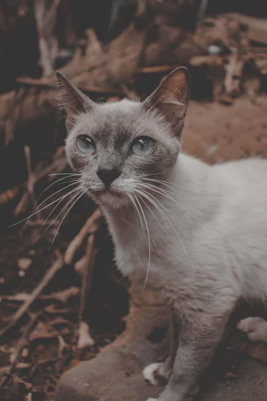17 Small Cat Breeds That Stay Tiny—and Totally Steal Hearts.