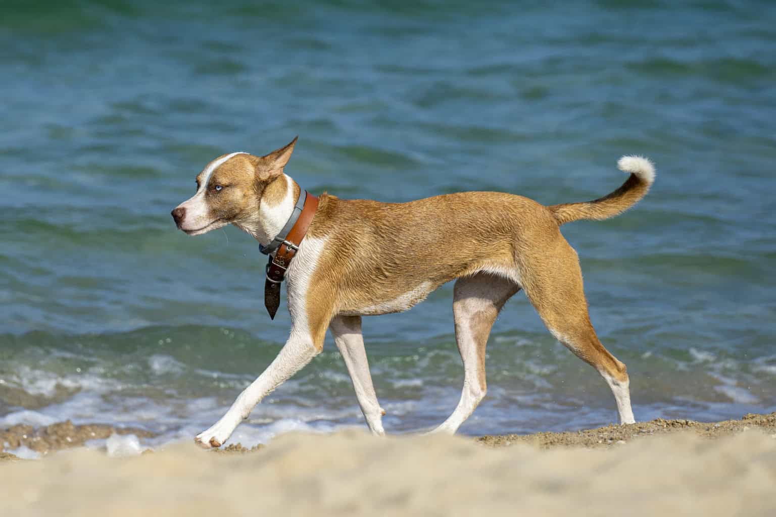 22 Unbelievably Weird-Looking Dogs You Have to See to Believe!
