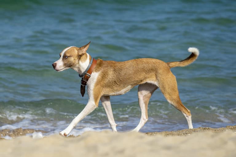 22 Unbelievably Weird-Looking Dogs You Have to See to Believe!