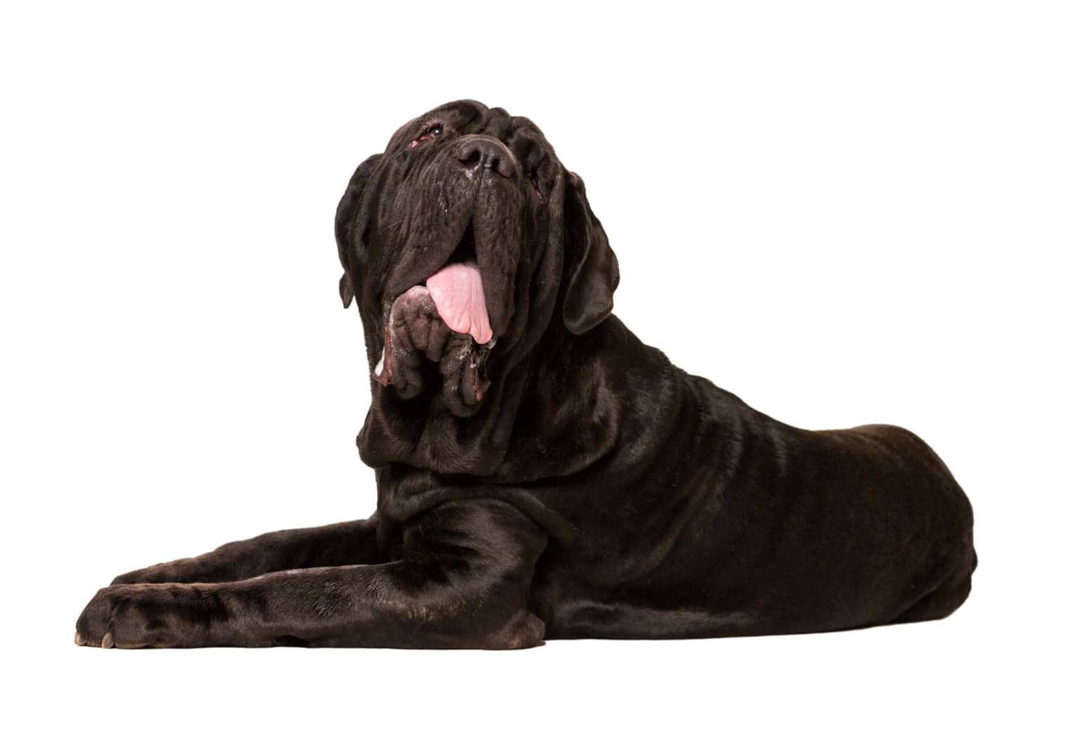 22 Unbelievably Weird-Looking Dogs You Have to See to Believe!