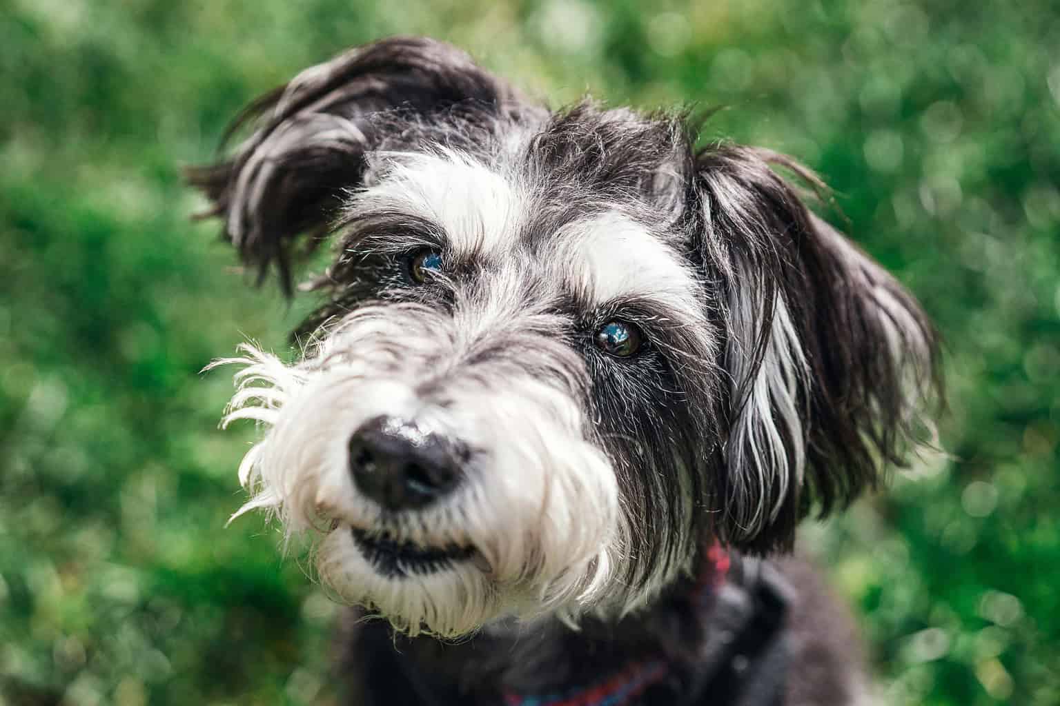 11 Dog Breeds That Make the Best Companions for Seniors
