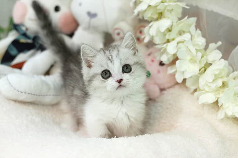 17 Small Cat Breeds That Stay Tiny—and Totally Steal Hearts.