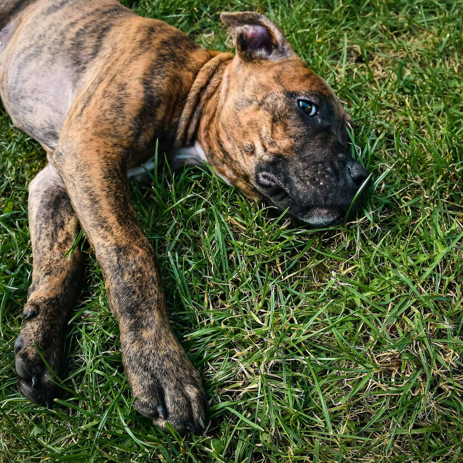Discover the 14 Most Aggressive Dog Breeds and Their Traits