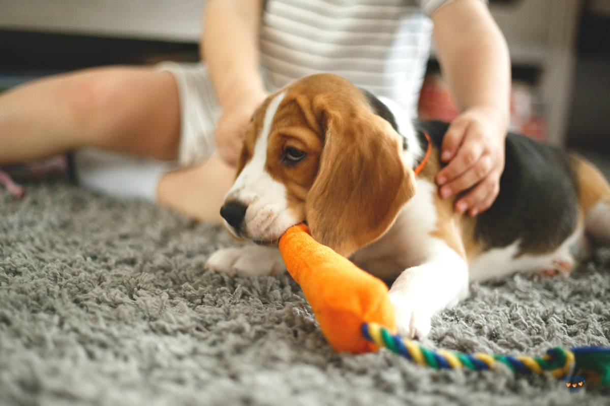 Looking for a Family Dog? These 16 Breeds Are Total Naturals with Kids.