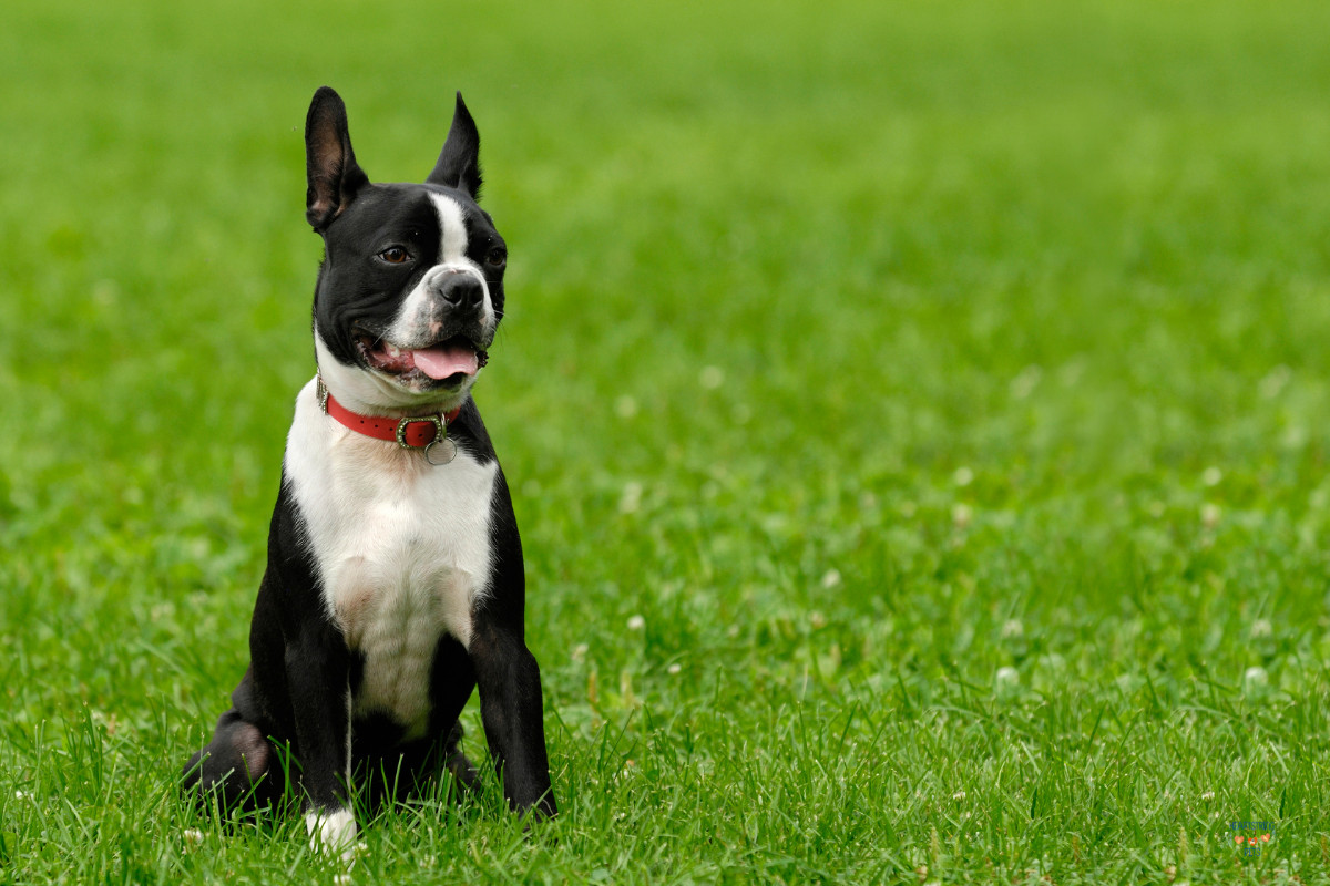 Looking for a Family Dog? These 16 Breeds Are Total Naturals with Kids.