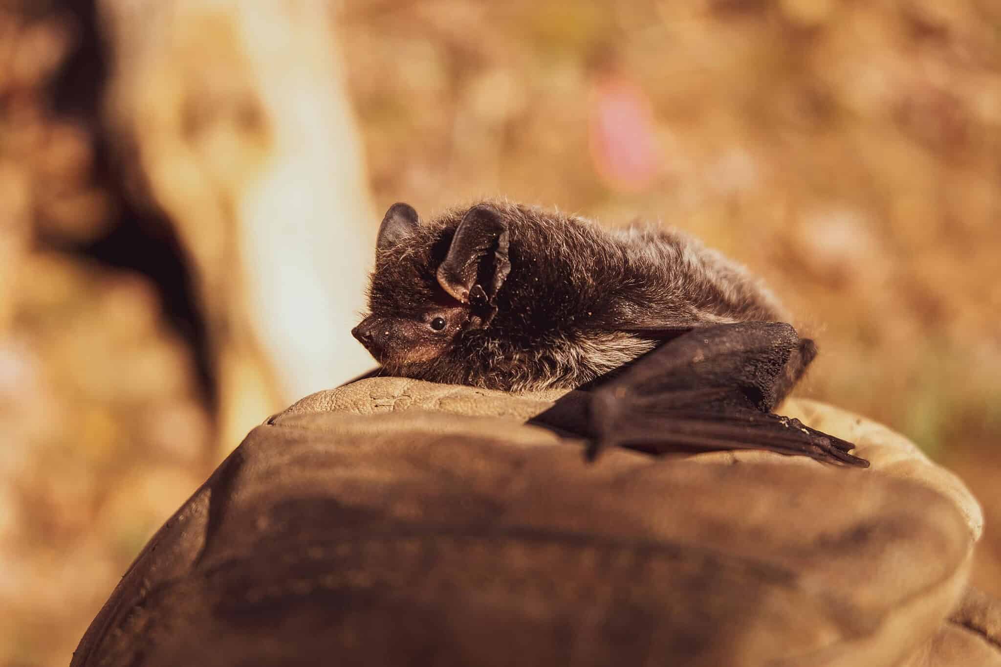 13 Bat Myths That Just Won’t Die—And the Truth Behind Them