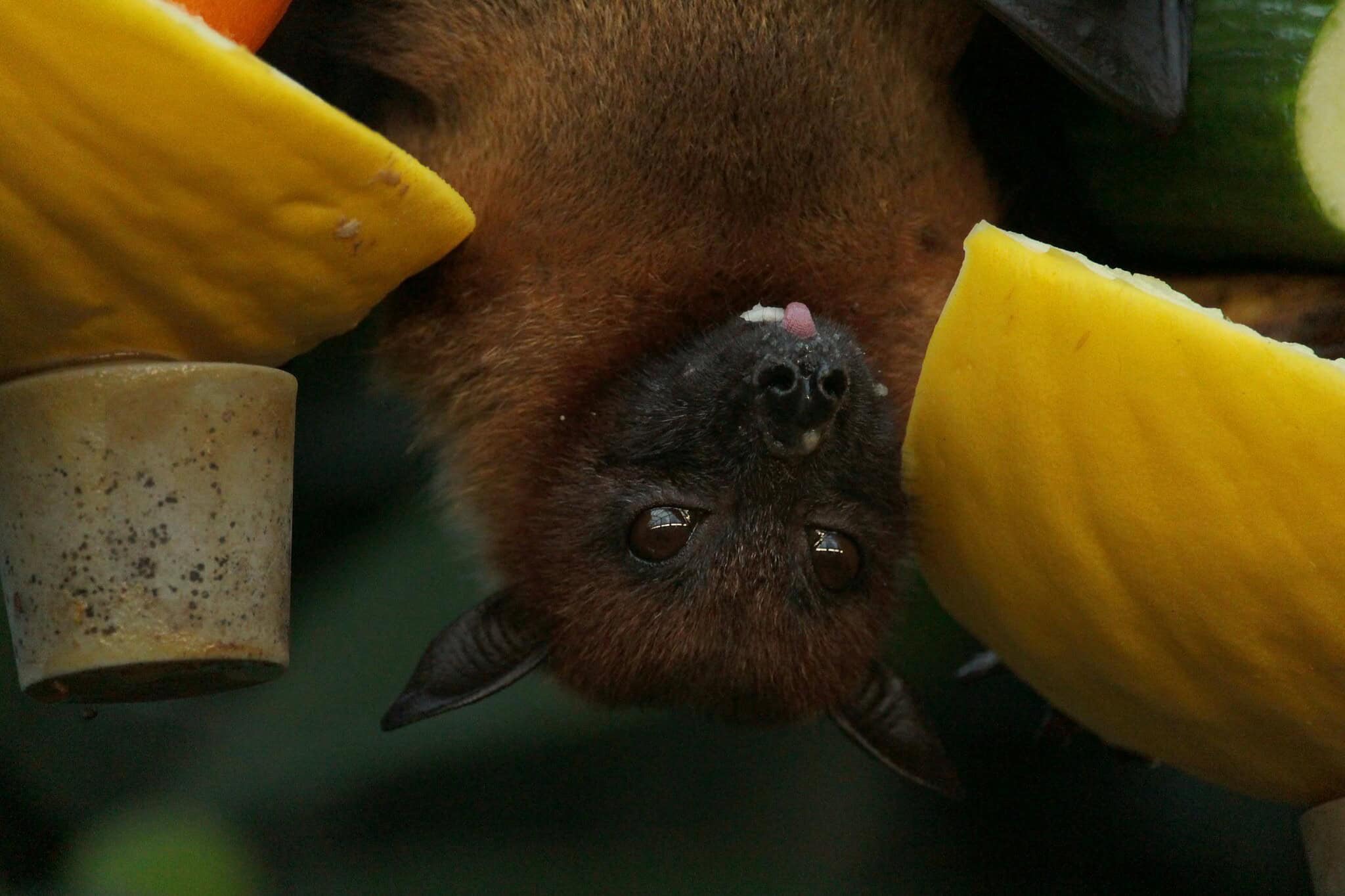 13 Bat Myths That Just Won’t Die—And the Truth Behind Them