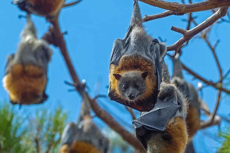 13 Bat Myths That Just Won’t Die—And the Truth Behind Them