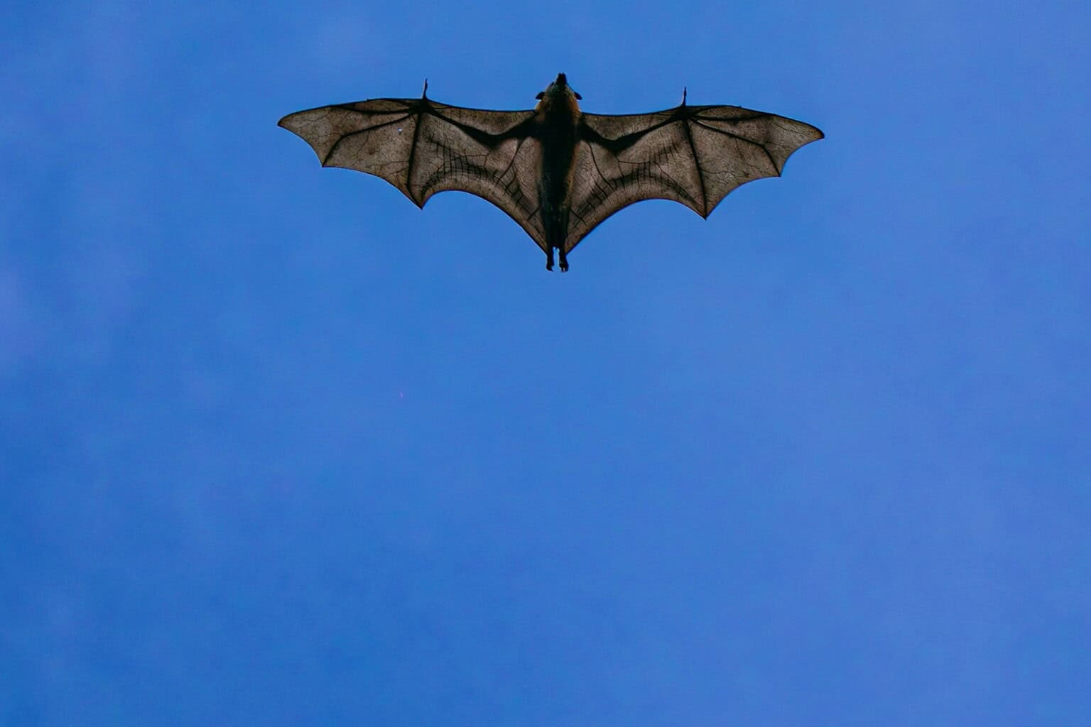 13 Bat Myths That Just Won’t Die—And the Truth Behind Them