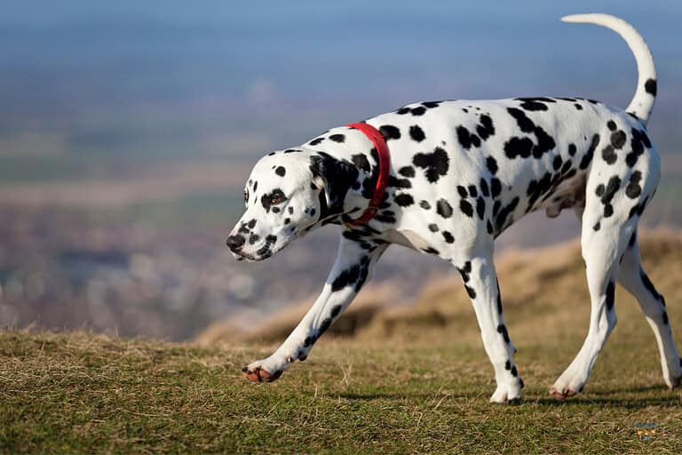 14 Aggressive Dog Breeds—What Every Owner Should Know