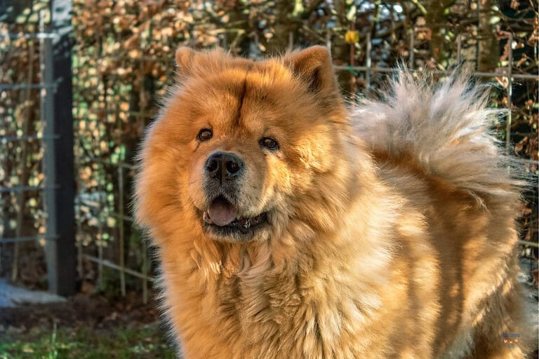 14 Aggressive Dog Breeds—What Every Owner Should Know
